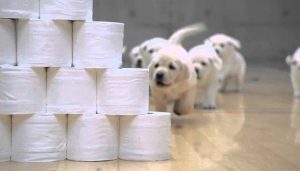 Why are Dogs so Popular in Marketing?